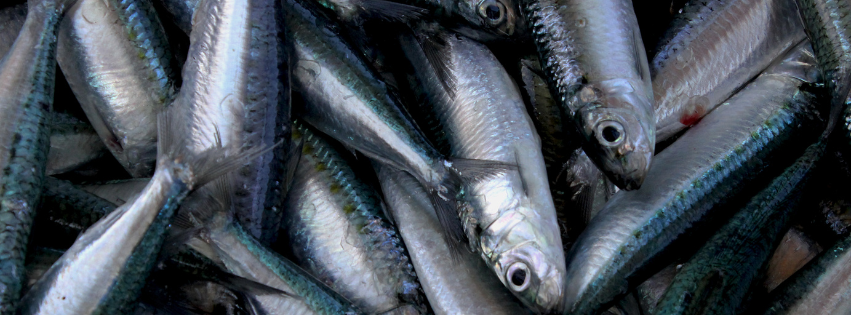 Supporting small scale fisheries - Real Farming Trust